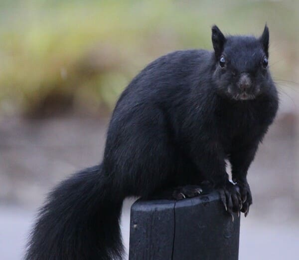 La Invasora y Acaparadora Ardilla Gris - Bichos Exóticos