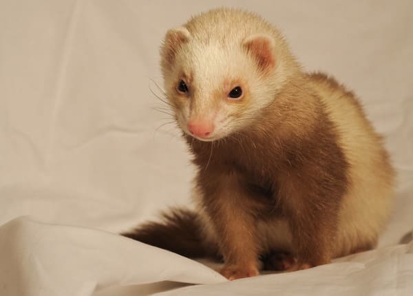 Hurón, Simpáticas Mascotas Peludas - Bichos Exóticos